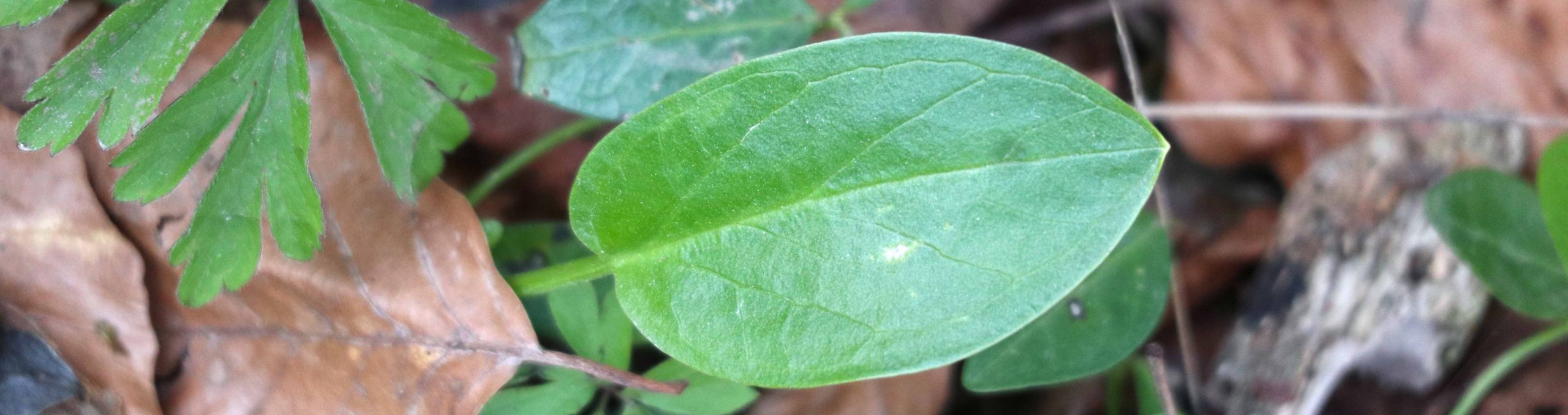 Strupene rastline v Sloveniji - za ljudi, mačke in pse | dr. Katja Rebolj